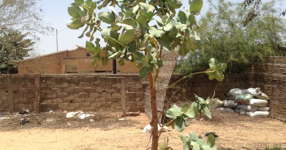 Recettes des pesticides naturels pour les producteurs… | CECI