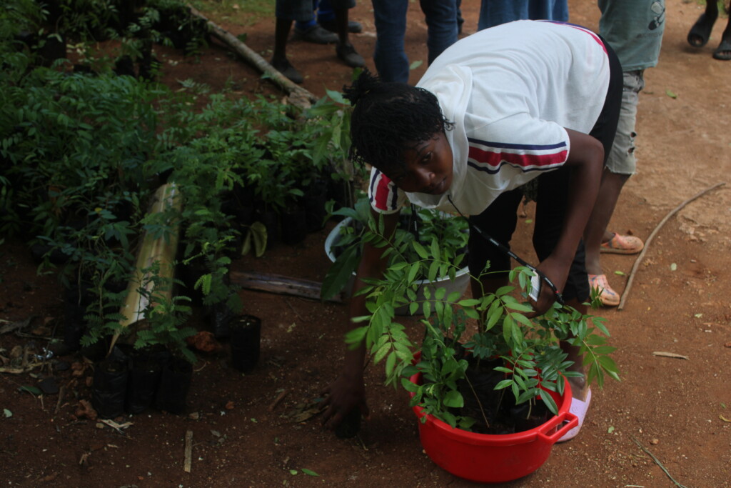Developing the agricultural sector for peace in Haiti | CECI