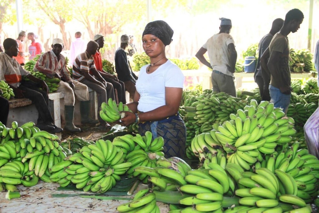 Resiliencia agrícola para una mayor autonomía en Senegal | CECI